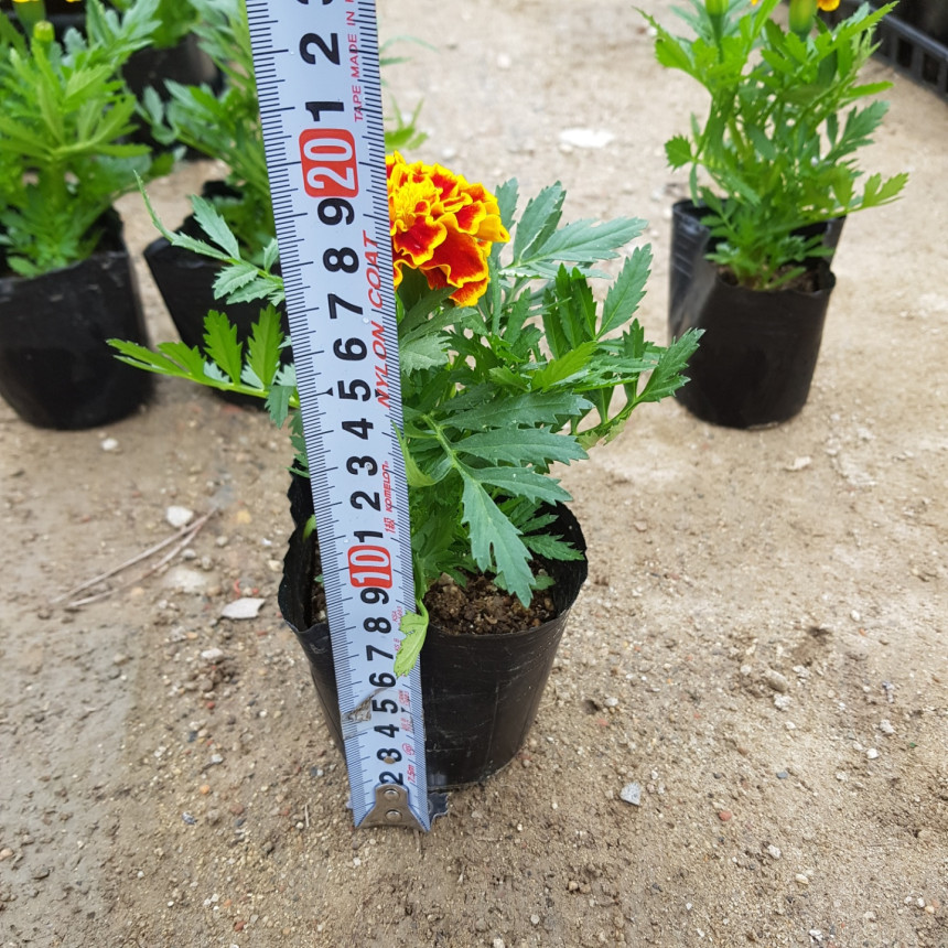 무 배 메리골드 보카시 1판12개 1판 2024 새상품마리골드 야생화허브수생식물채소동백 심폴