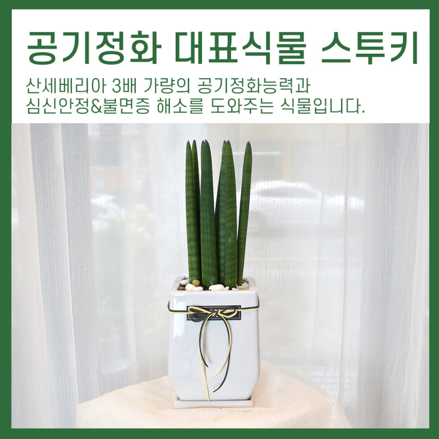 공기정화 대표 식물스투키공기정화식물인테리어식물개업개원집들이출산각종축하선물 네이버 블로그