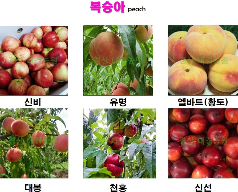 복숭아나무 묘목2년생접목1년 경산대경농원 신비유명 농기계농업용공구 중고나라