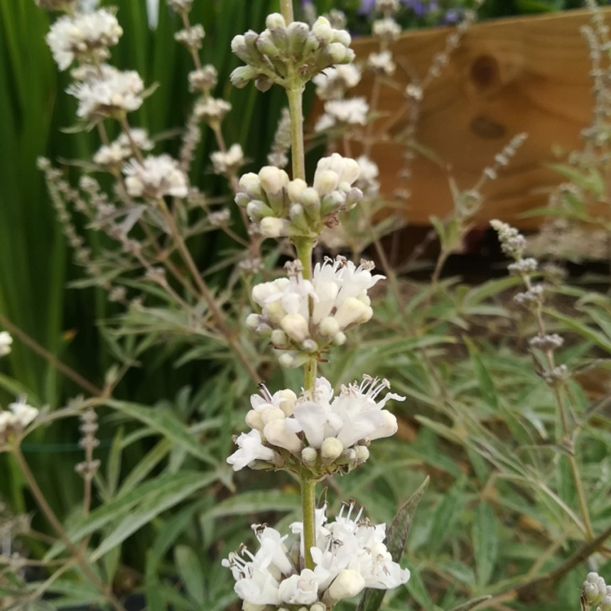 바이텍스-실버 스파이어 (vitex silver spire) C2포트 : 묘목,조경,인테리어 - 심폴