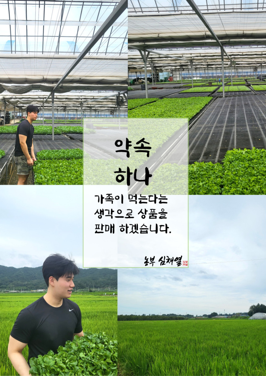 쑥갓모종 20개 텃밭 모종씨앗 채소 모종키우기 미니텃밭 주말농장 쌈채소모종 채소야채 모종 엑스플랜트