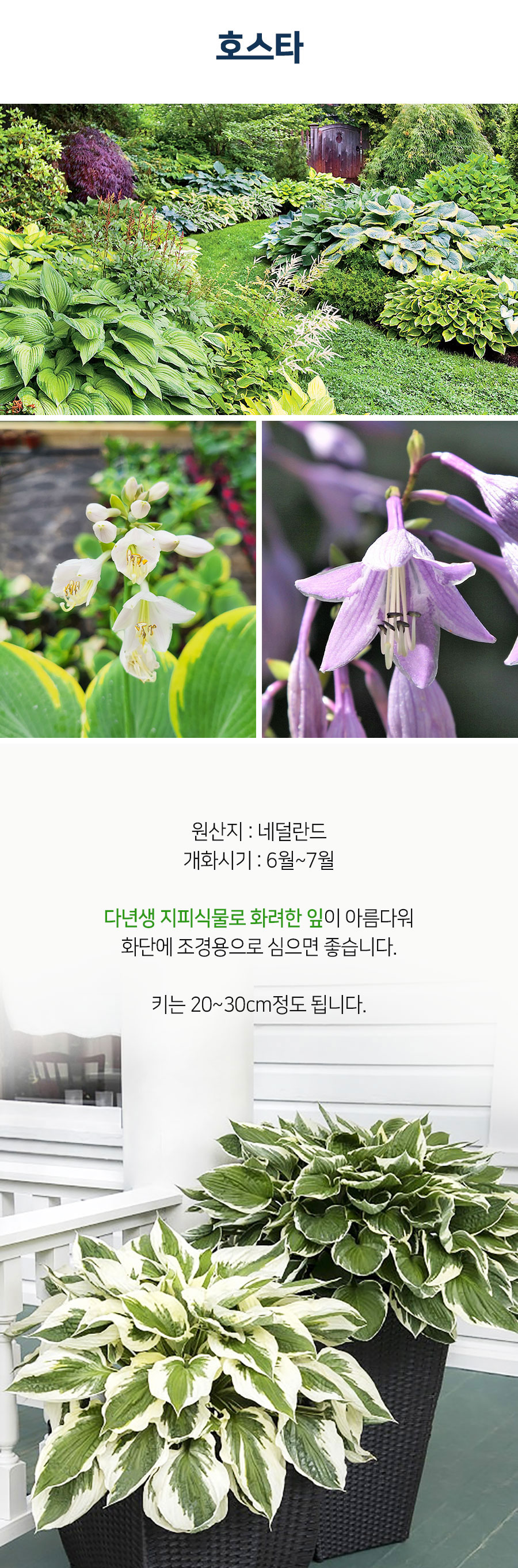 유럽 호스타 숙근 10종 택1 포트묘 무늬비비추 옥잠화 다년생 무늬잎 야생화허브수생식물채소동백 심폴