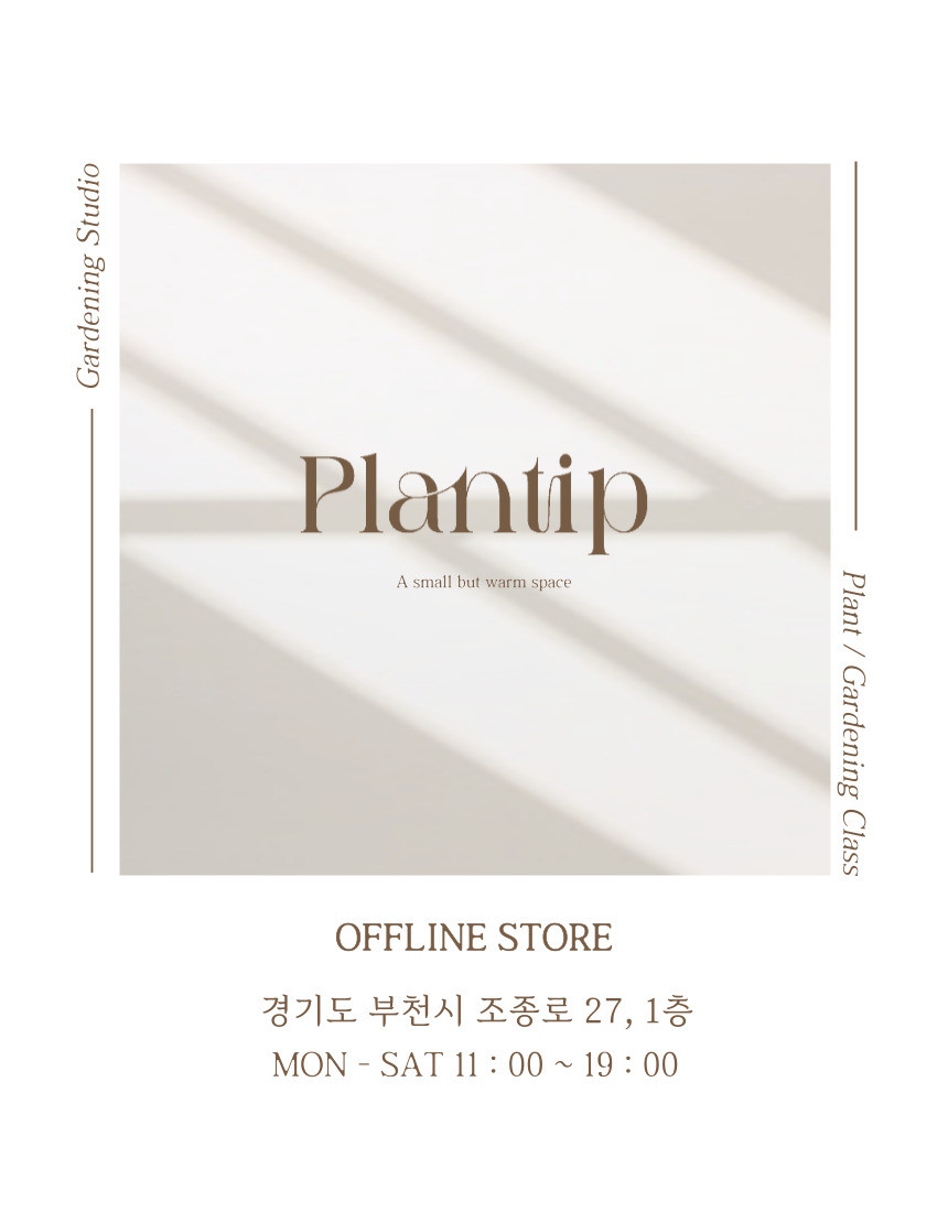 식물 해송 미니 소나무분재 선물하기 좋은 고급스러운 승진 진급 영전화분 오늘의집 쇼핑