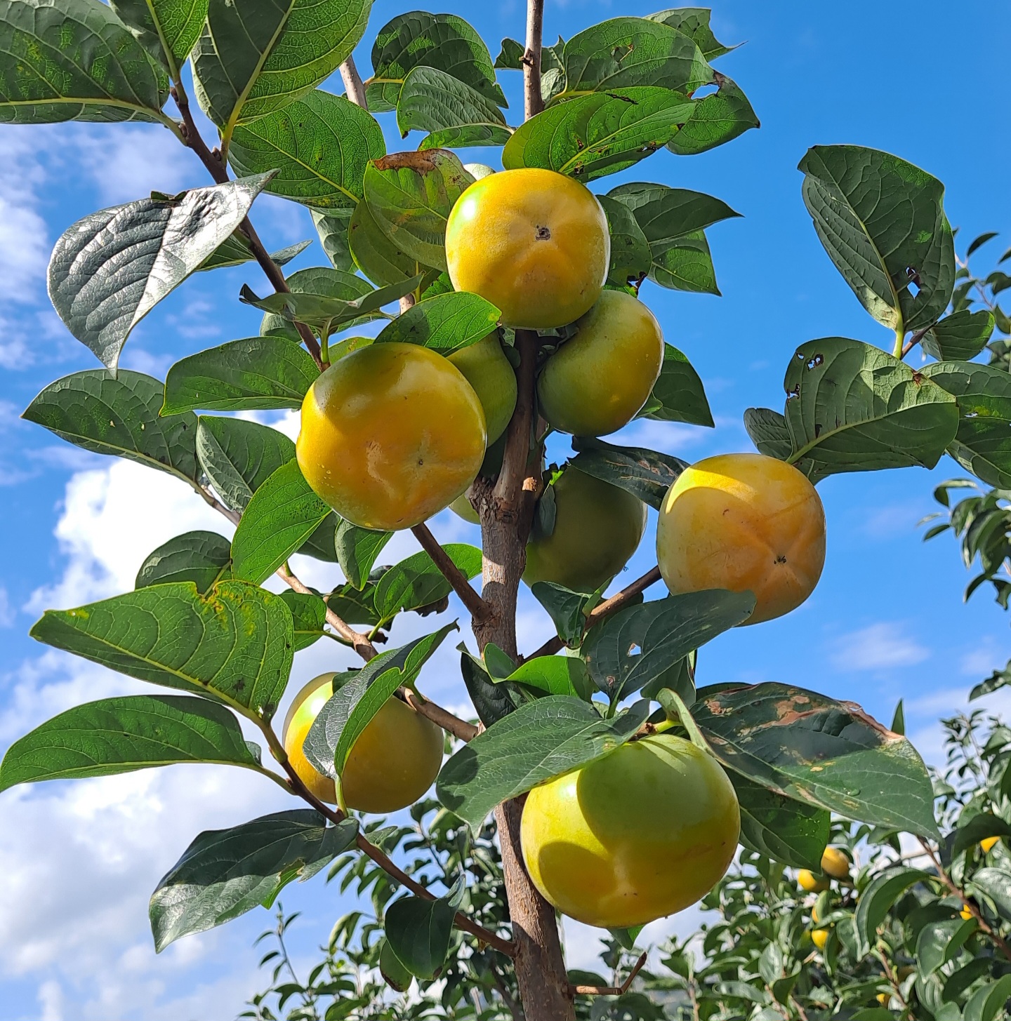 juha_farm_taechu | 인포크링크