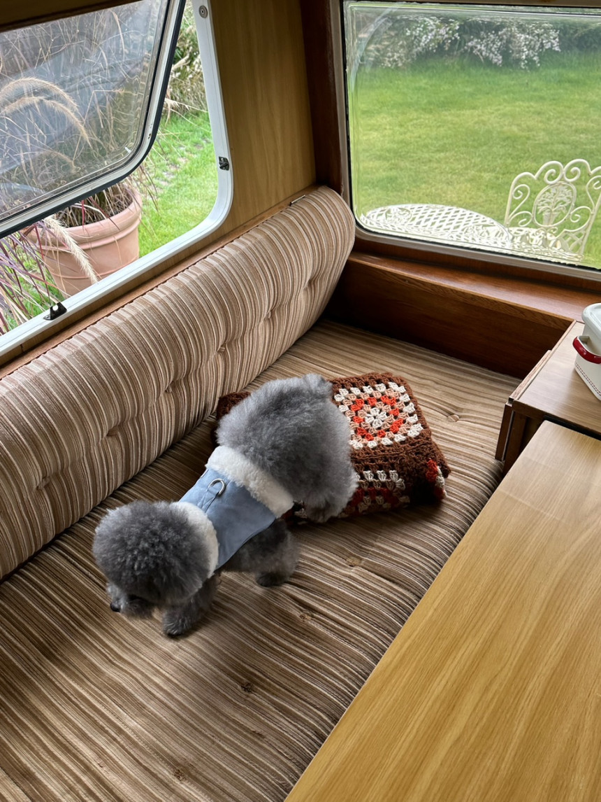 [7차] 무스탕 하네스 (camel)