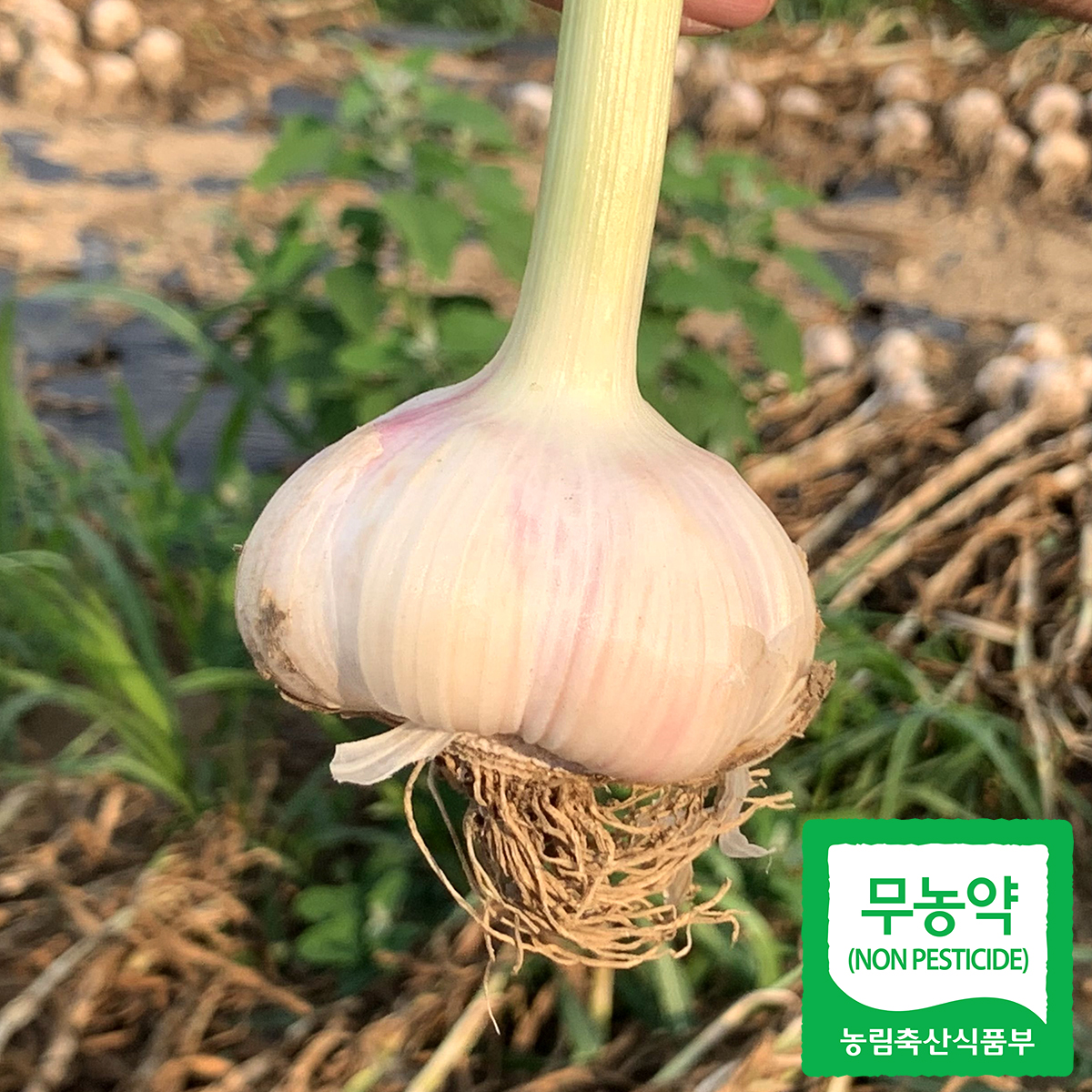 알싸하고 향이 짙은 무농약 토종 홍산마늘 : 시고레 Sigore